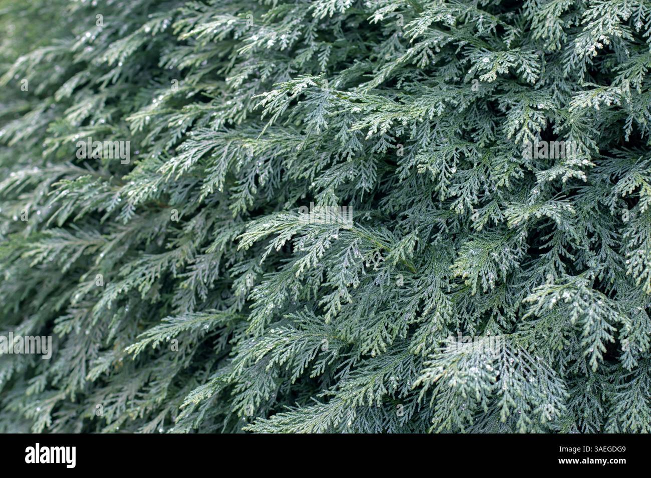 Chamaecyparis lawsoniana hedge close-up. Port Orford cedar conifer in ...