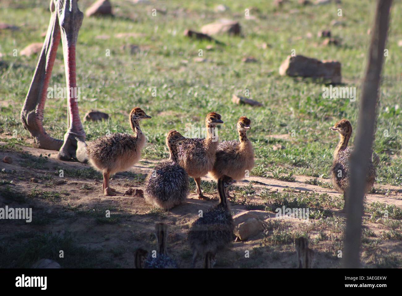 Cute baby ostrich hi-res stock photography and images - Alamy