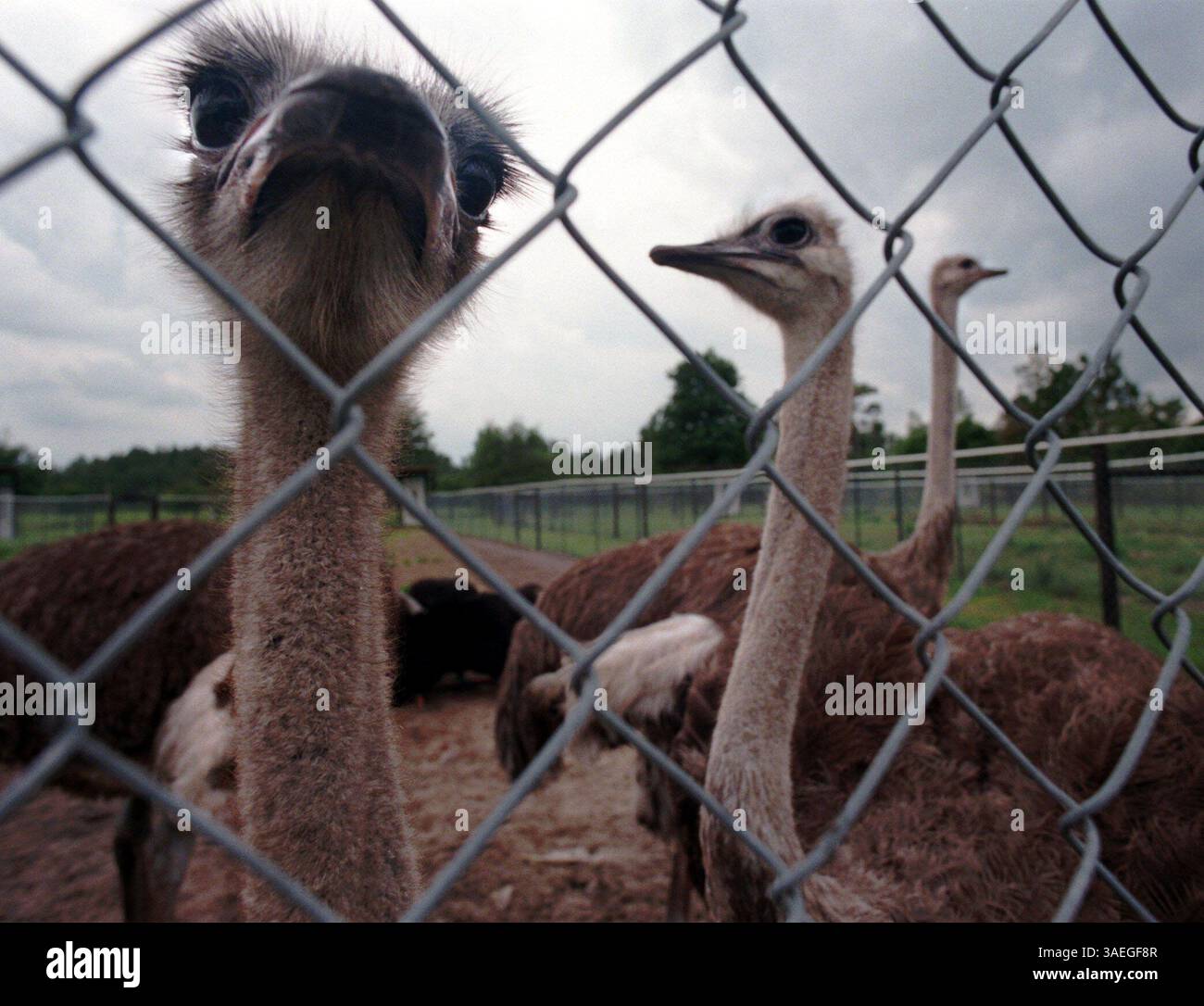 SP 46316 - - DELIVER TO: SUTTON - - 4/16/97 - - ocala - - CAPTION INFO ...