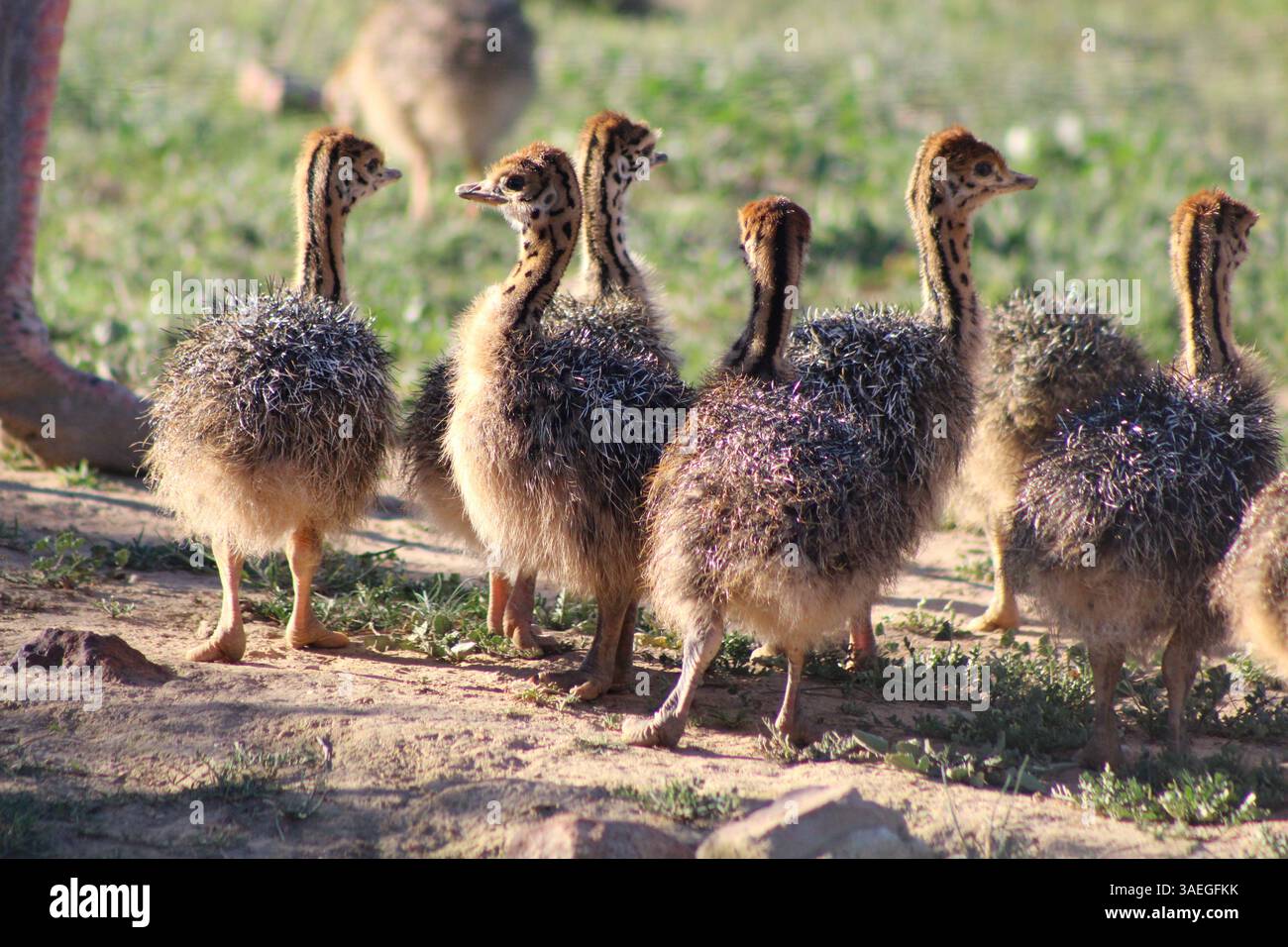 Ostrich baby hi-res stock photography and images - Alamy