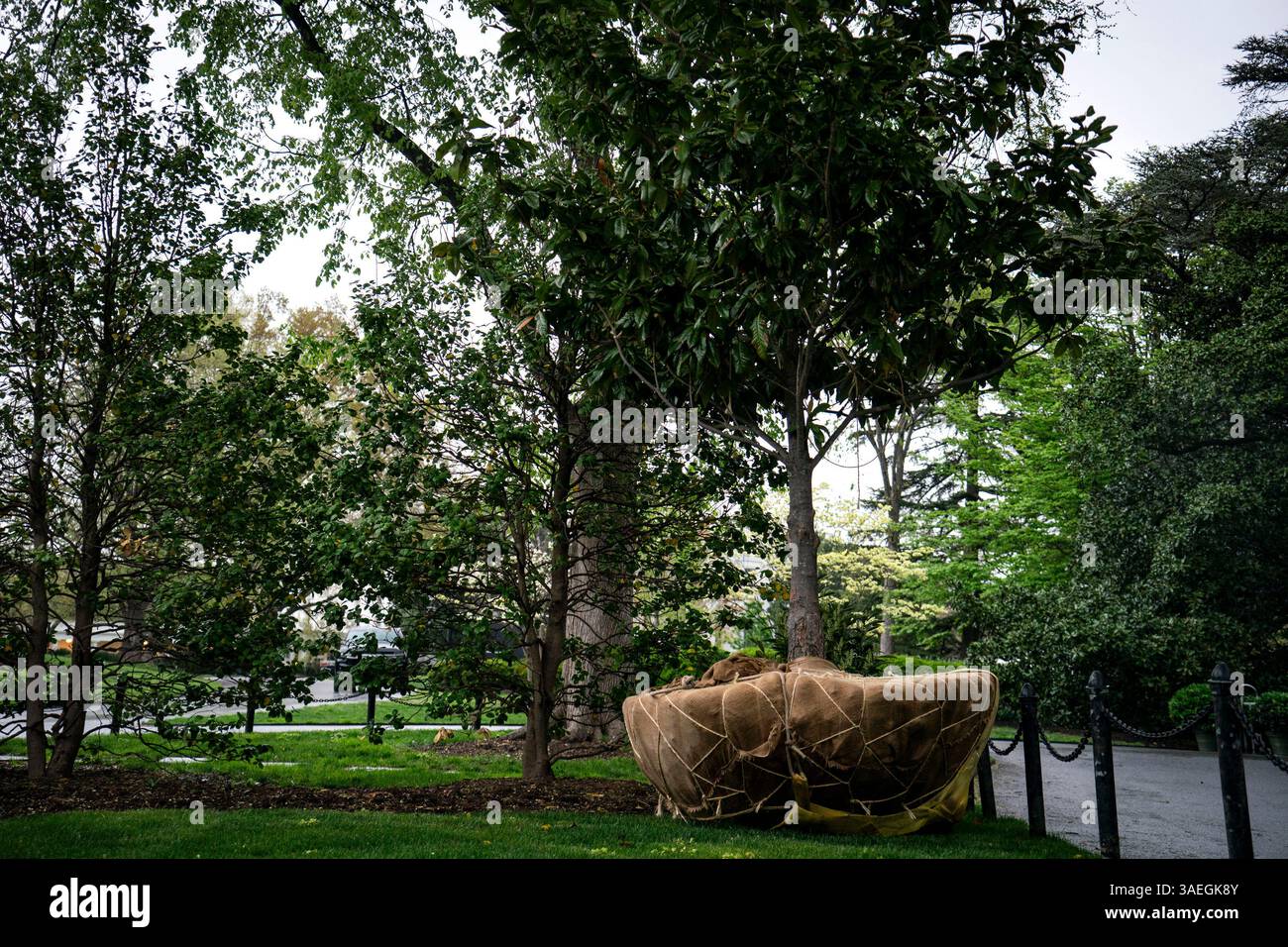 Washington, United States. 06th Apr, 2025. A sapling grown from seeds ...