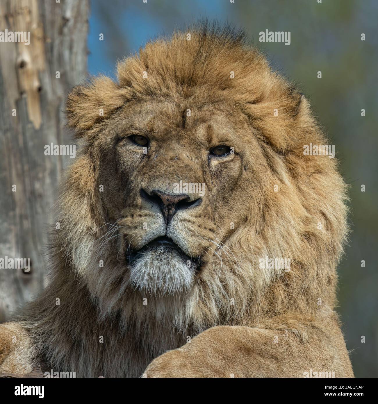 African lion cat hi-res stock photography and images - Alamy