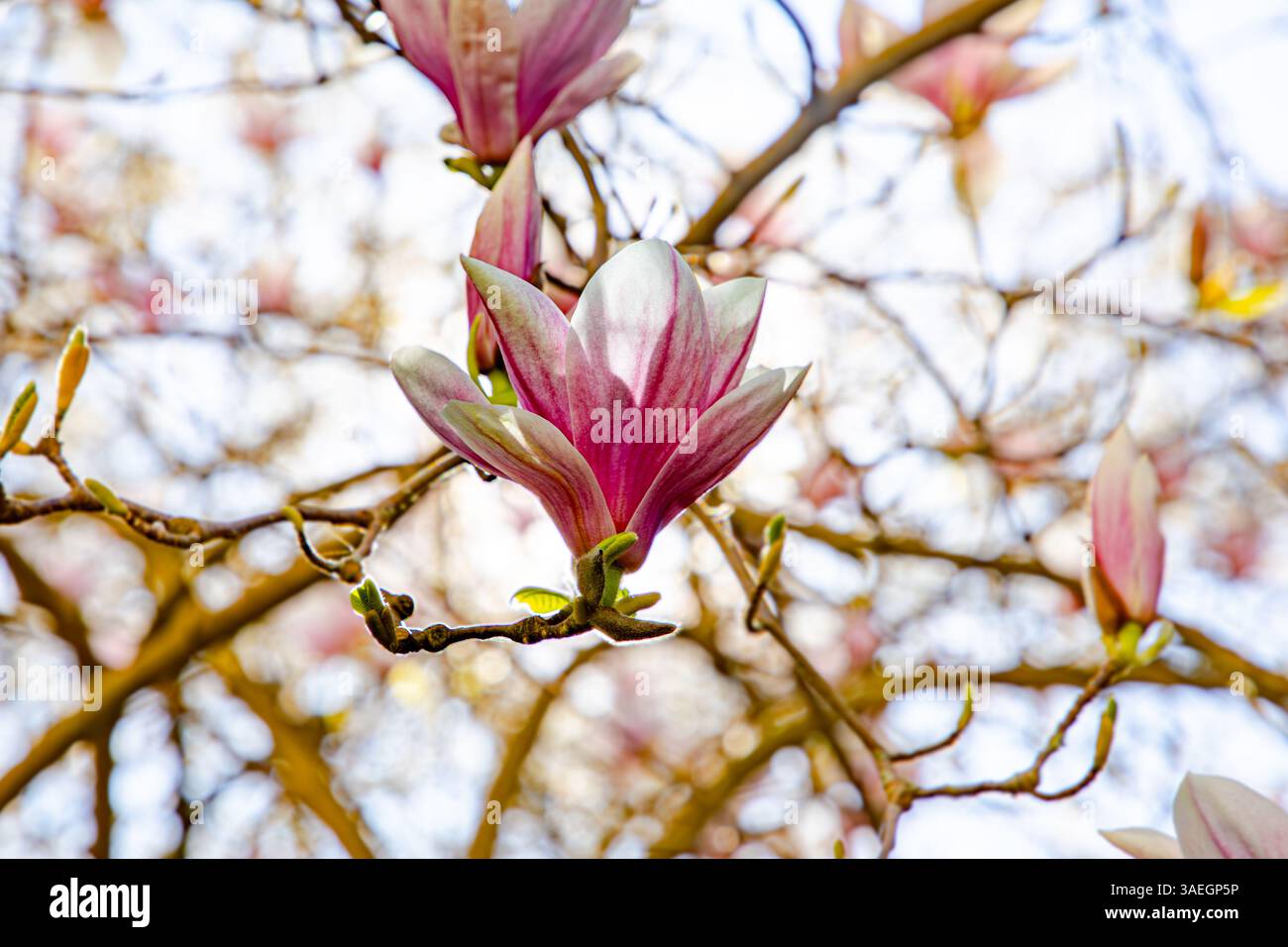 Magnolia blossum hi-res stock photography and images - Alamy