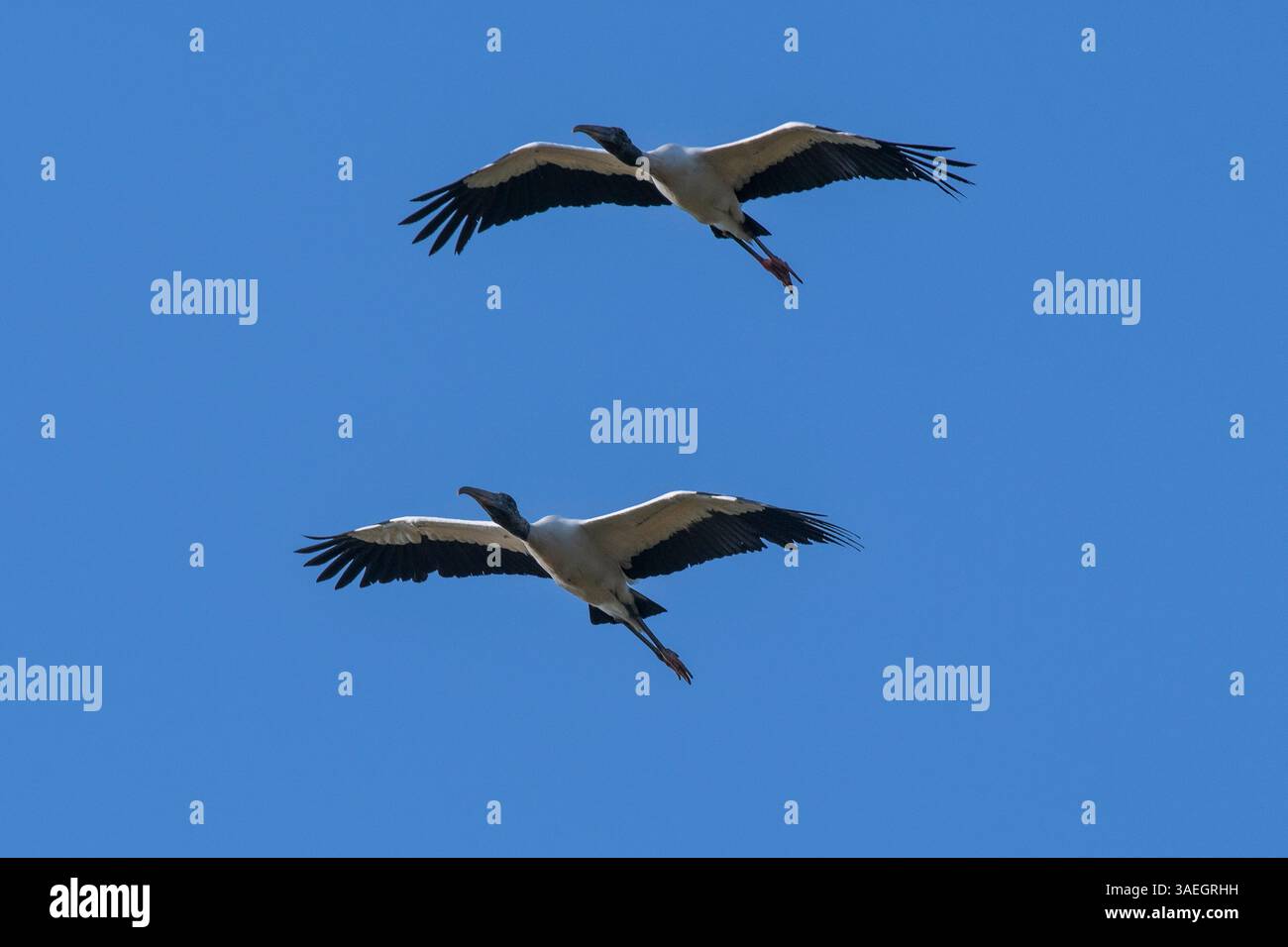 Jabiru Stork, in flight, La Estrella Marsh, Formosa Province, Argentina ...