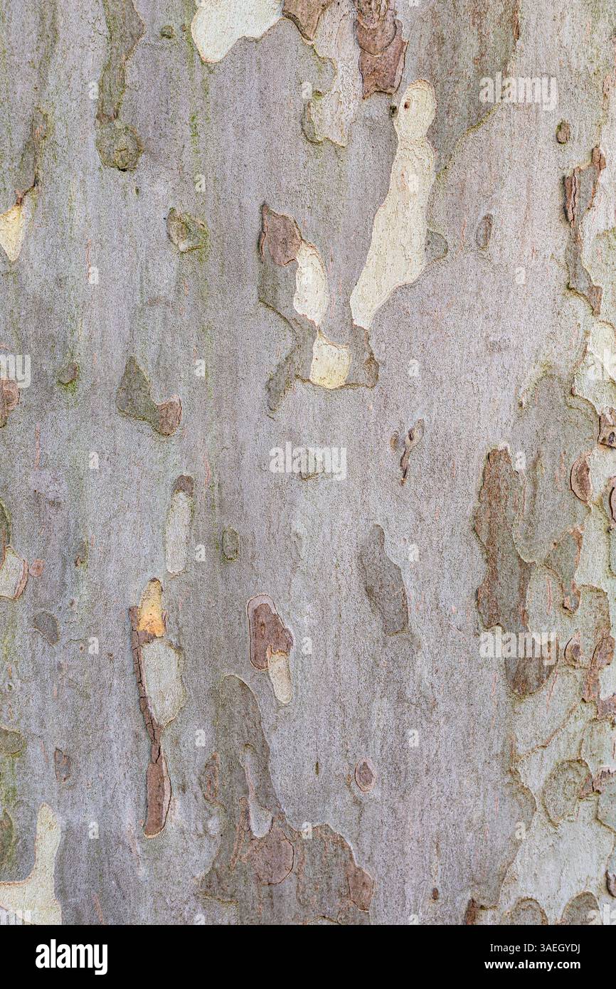 harmonic pattern of sycamore tree bark Stock Photo - Alamy