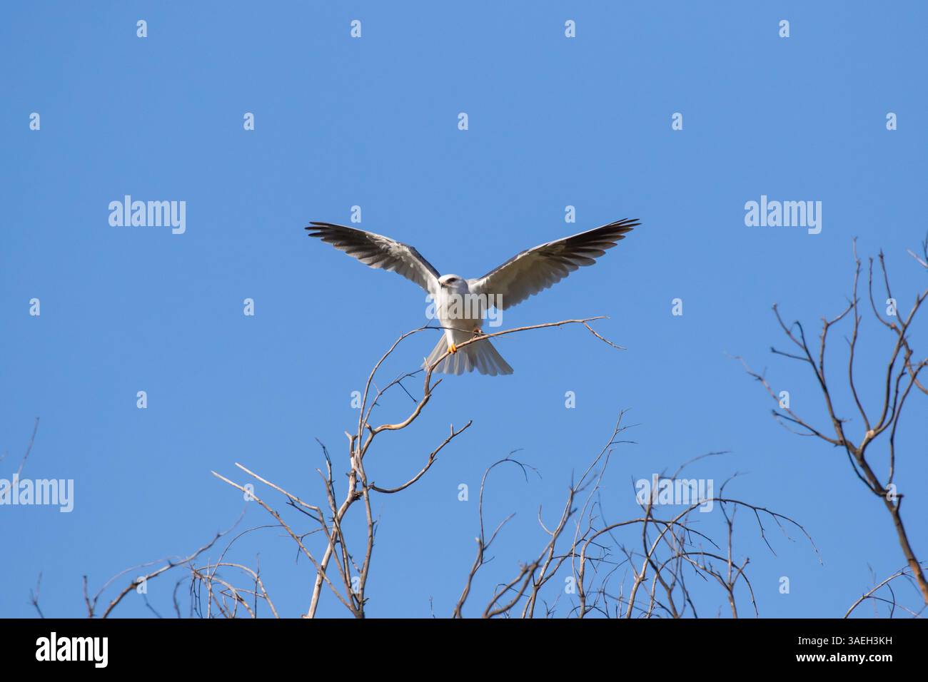 White-tailed Kite Elanus leucurus with wings outstretched landing on a ...