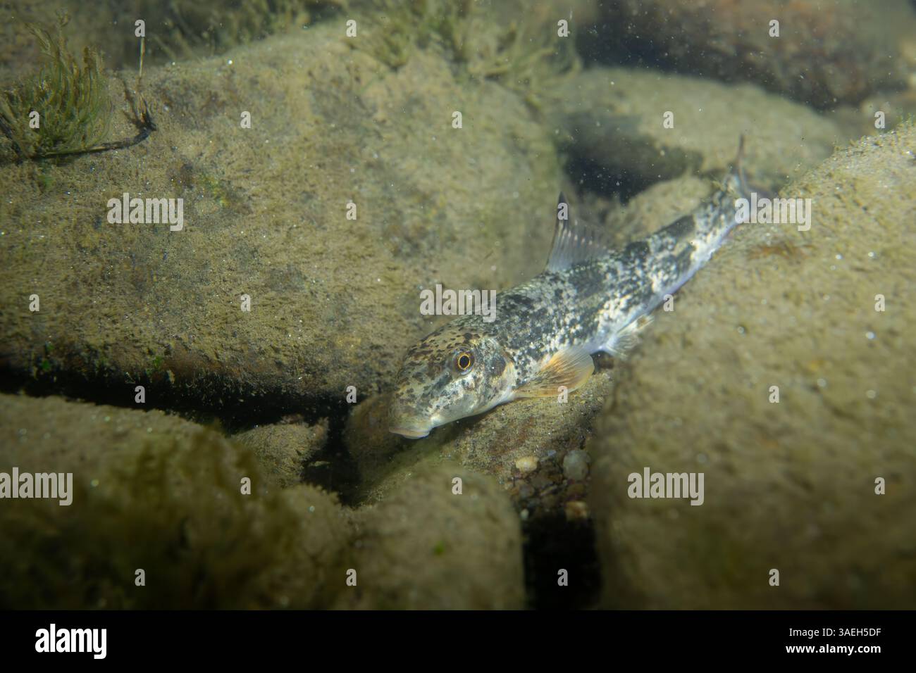 Northern hog sucker hypentelium nigricans hi-res stock photography and ...
