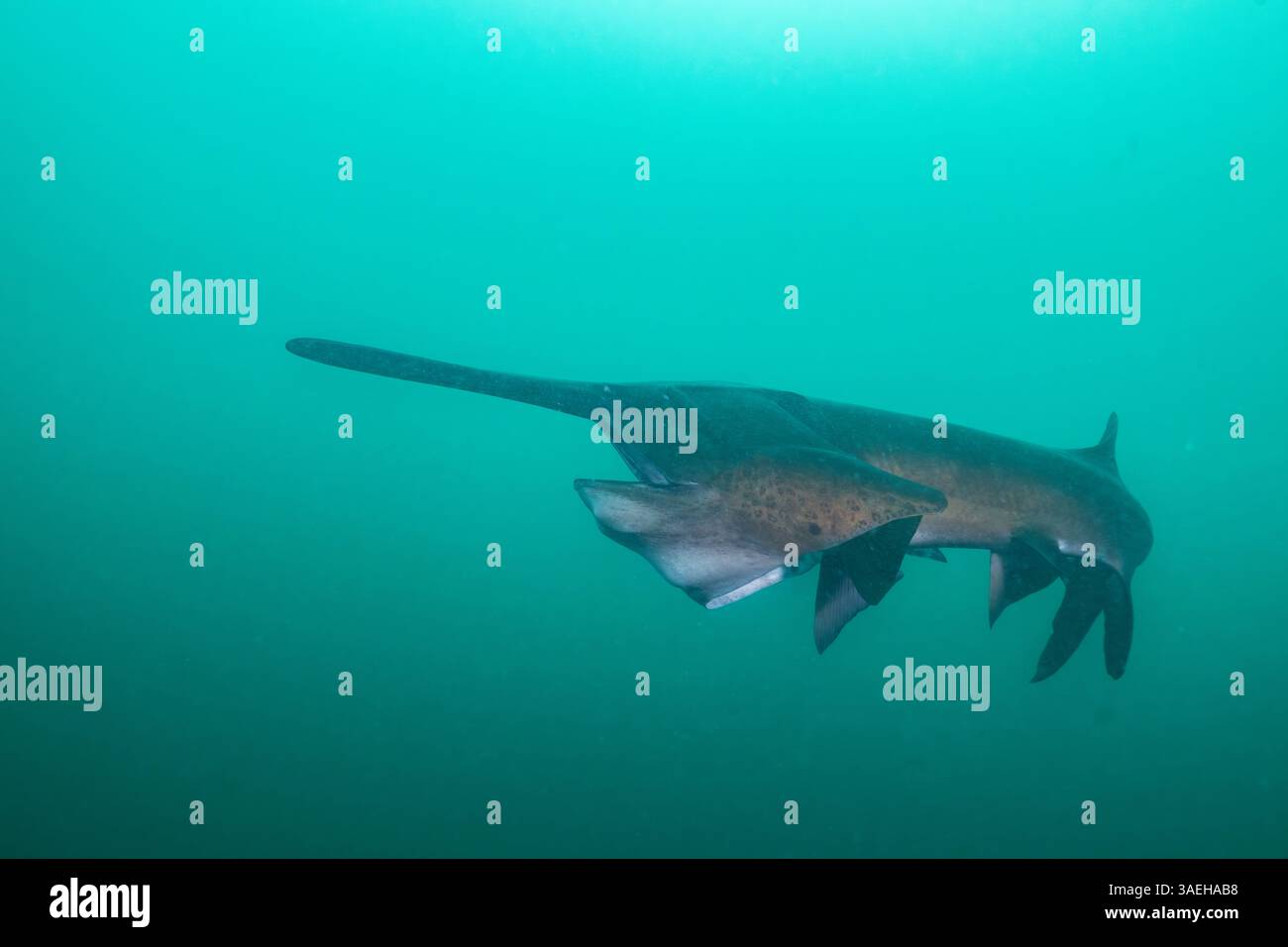 American paddlefish starting to open mouth Stock Photo - Alamy