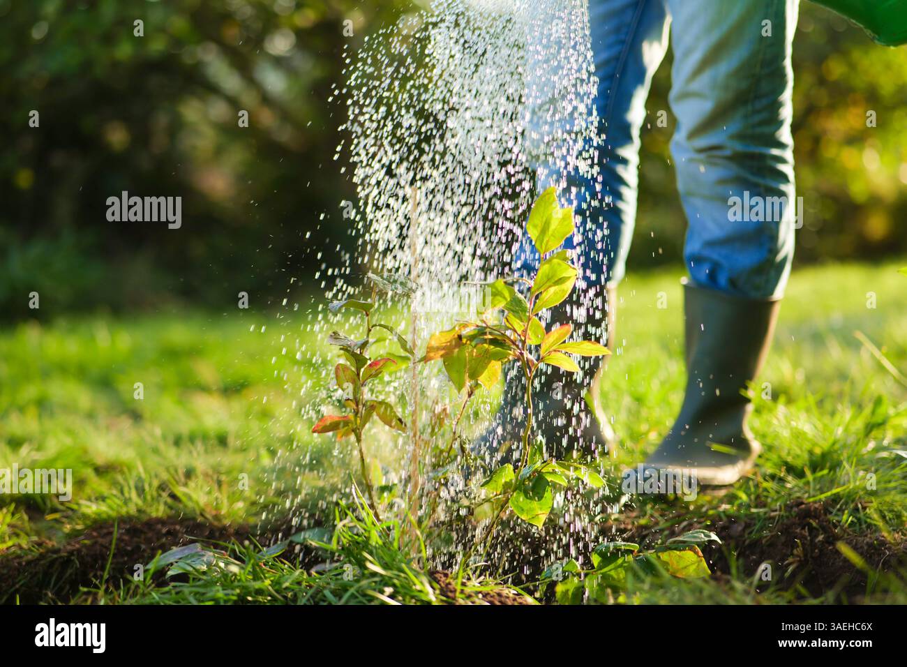Watering Newly Planted Seedling in Garden. Farmer watering blueberry ...