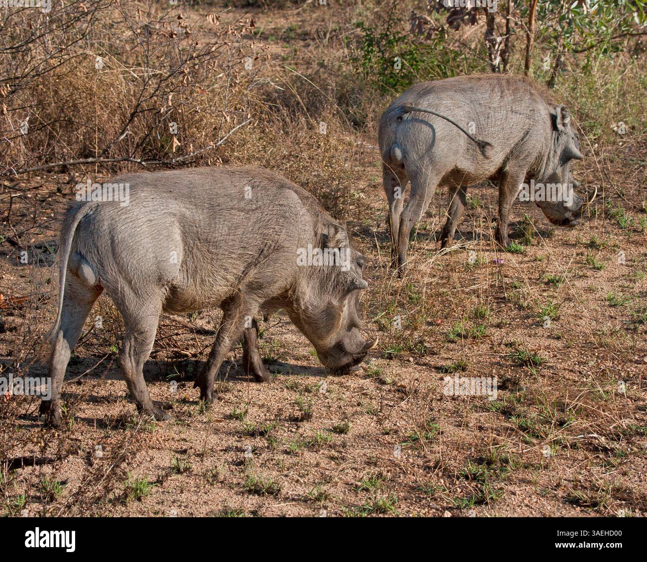 March 24, 2011 - Kruger National Park, Limpopo And Mpumalanga, South ...