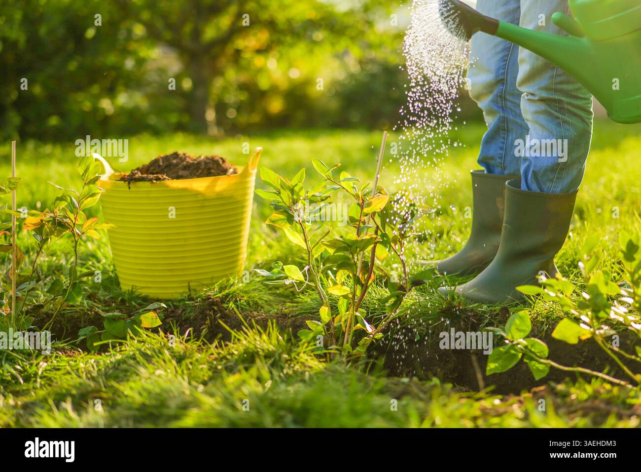 Farmer watering blueberry seedlings.Watering Young Plants in a Garden ...