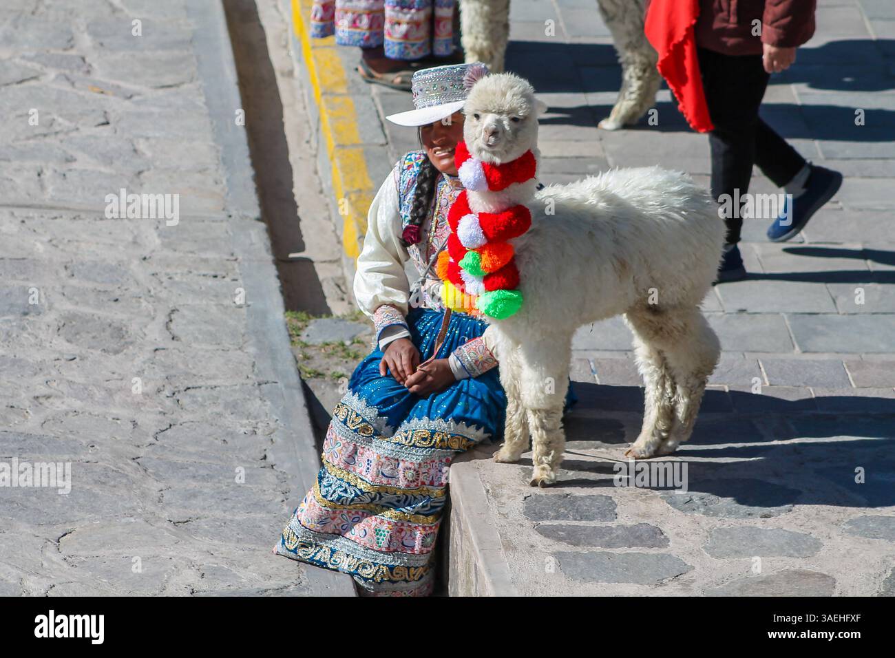 Alpaca domestic animal in Peru. Decorated with vibrant colorful textile ...