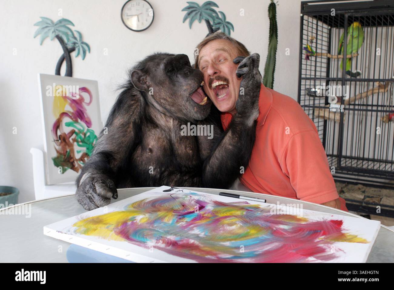 Jiggs the chimpanzee hi-res stock photography and images - Alamy
