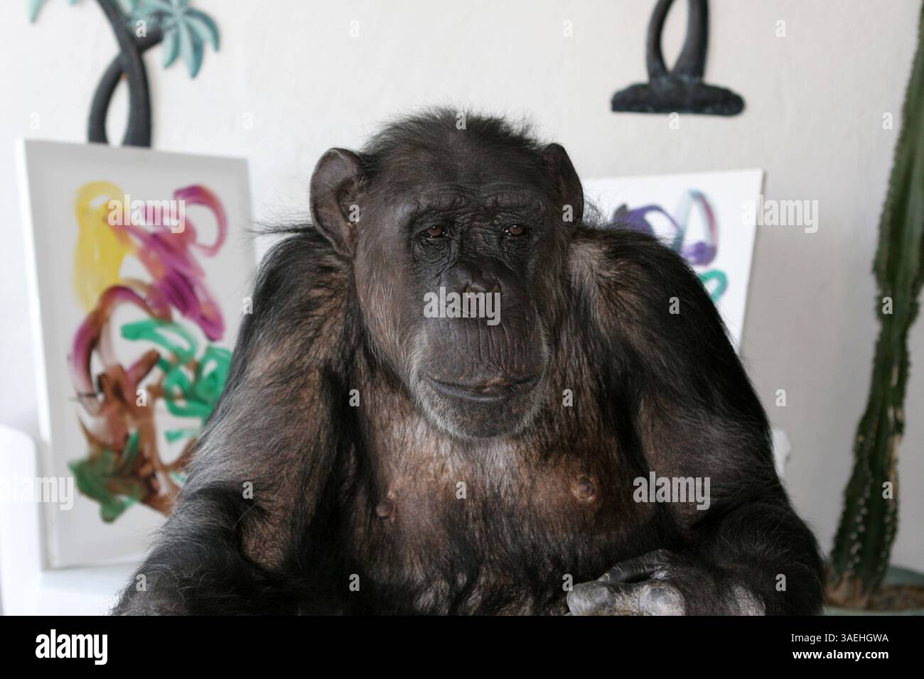 Jiggs the chimpanzee hi-res stock photography and images - Alamy