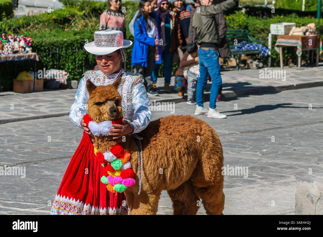 Alpaca domestic animal in Peru. Decorated with vibrant colorful textile ...