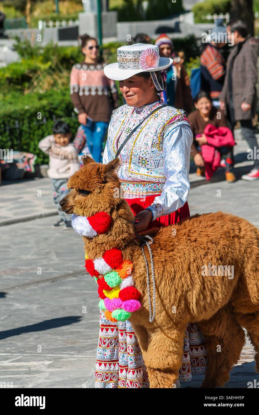 Alpaca domestic animal in Peru. Decorated with vibrant colorful textile ...