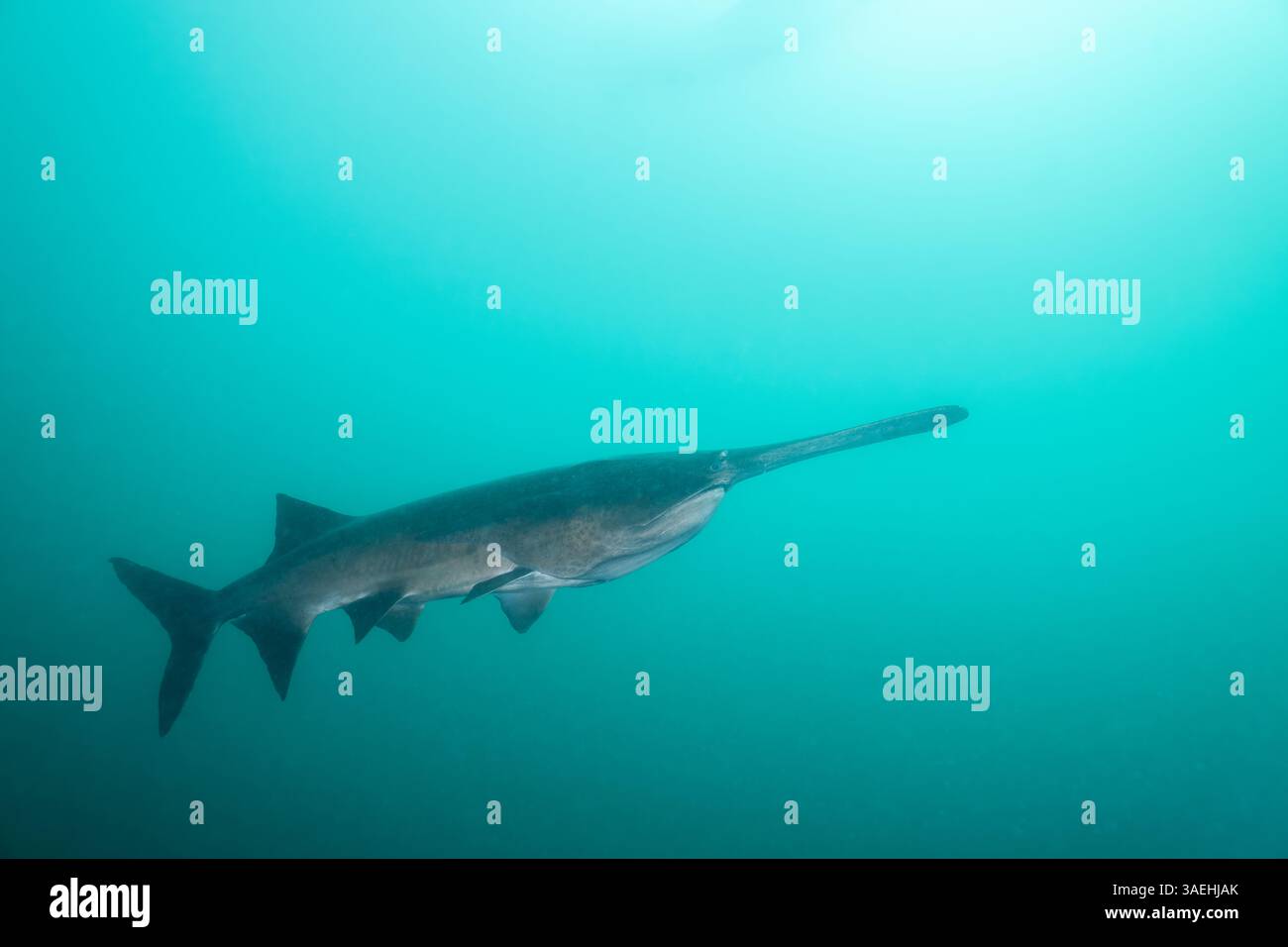 American paddlefish swimming in clear blue lake Stock Photo - Alamy