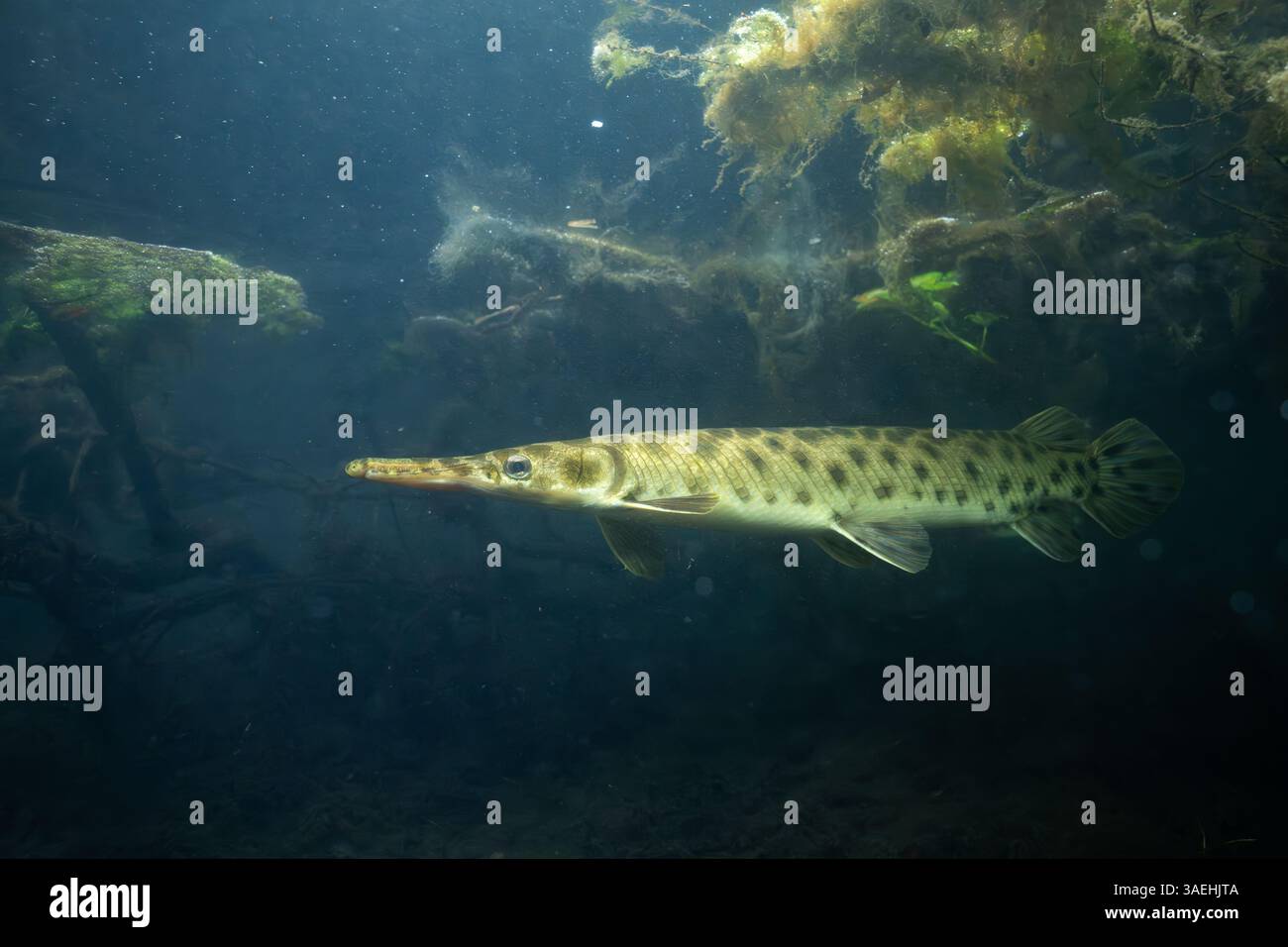 Florida gar swimming in aquatic vegetation Stock Photo - Alamy