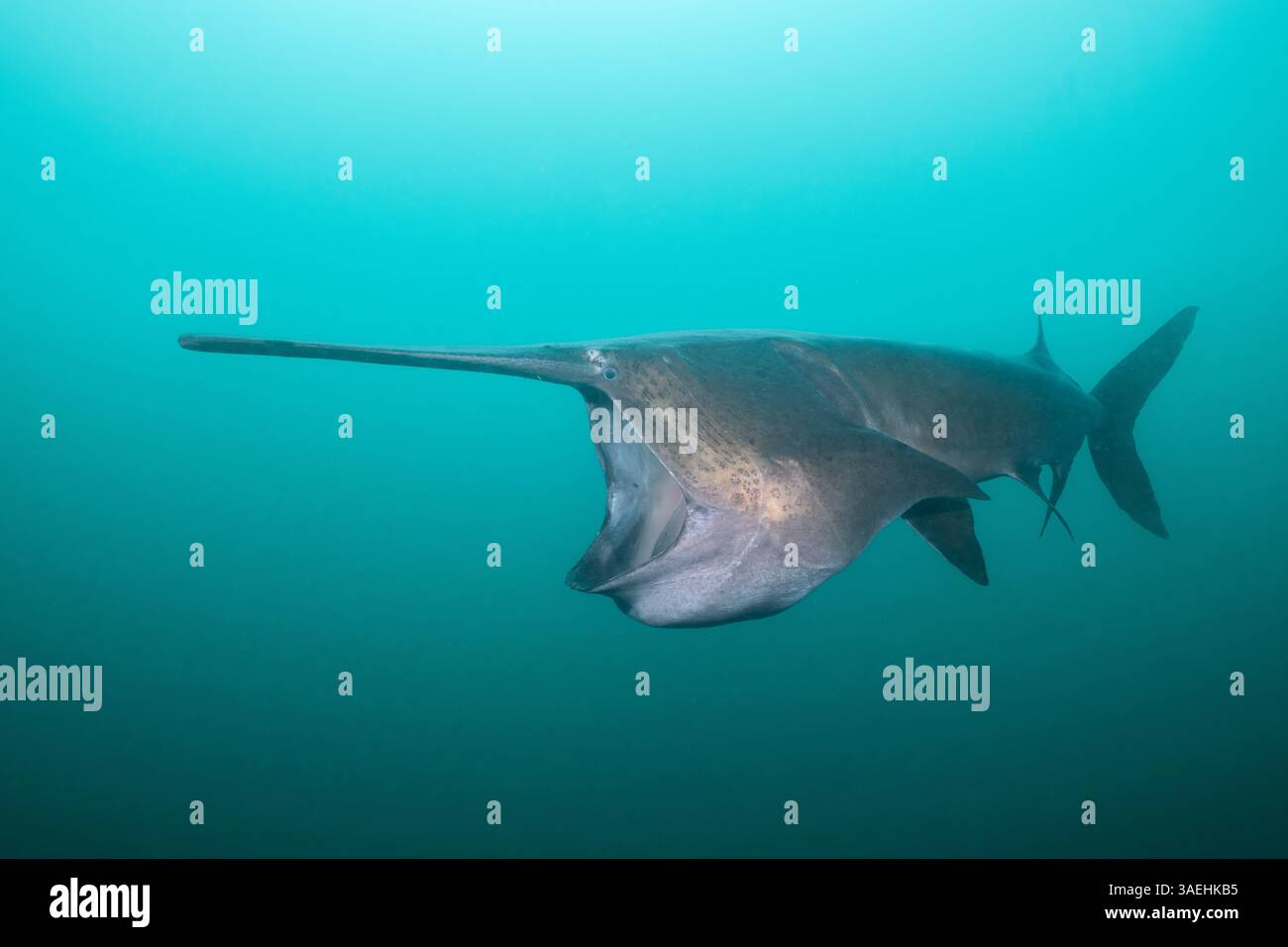American paddlefish feeding on plankton in lake Stock Photo - Alamy