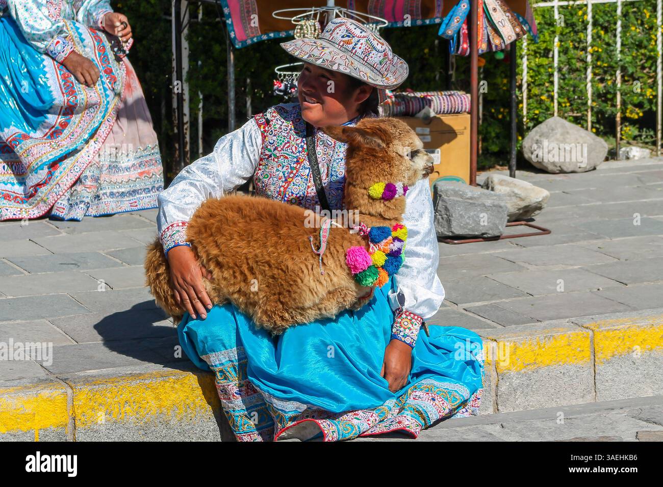 Alpaca domestic animal in Peru. Decorated with vibrant colorful textile ...
