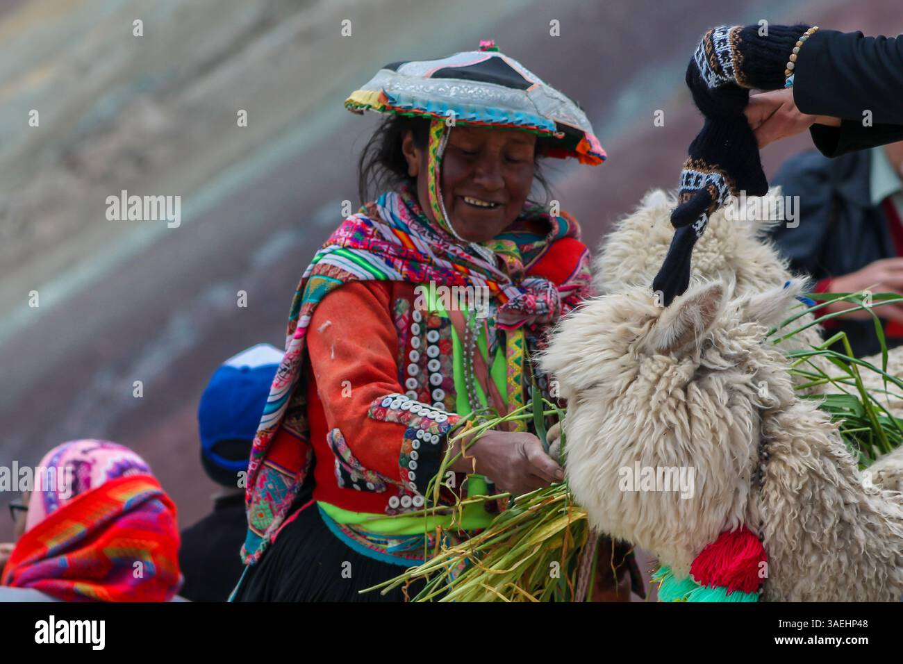 Alpaca domestic animal in Peru. Decorated with vibrant colorful textile ...
