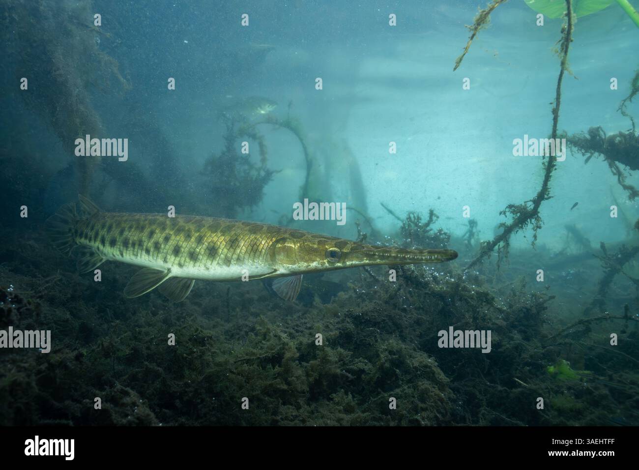 Florida gar in clear spring Stock Photo - Alamy