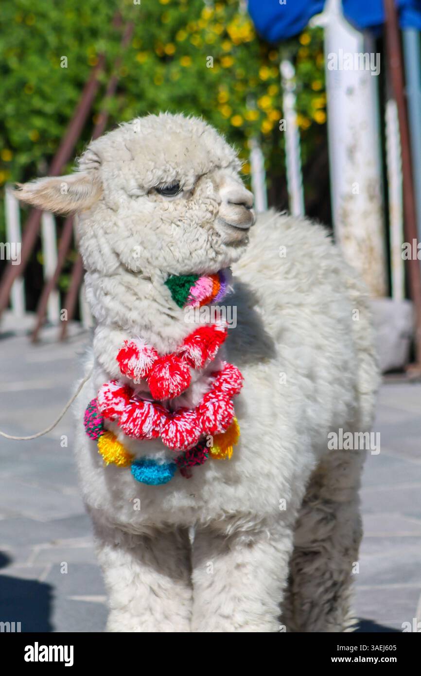 Alpaca domestic animal in Peru. Decorated with vibrant colorful textile ...