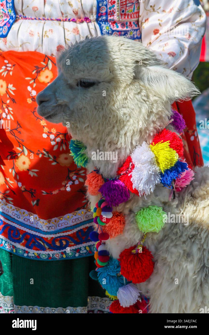 Alpaca domestic animal in Peru. Decorated with vibrant colorful textile ...