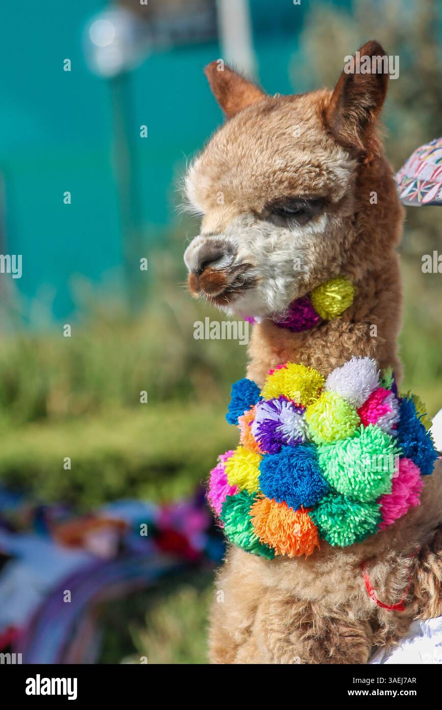 Alpaca domestic animal in Peru. Decorated with vibrant colorful textile ...