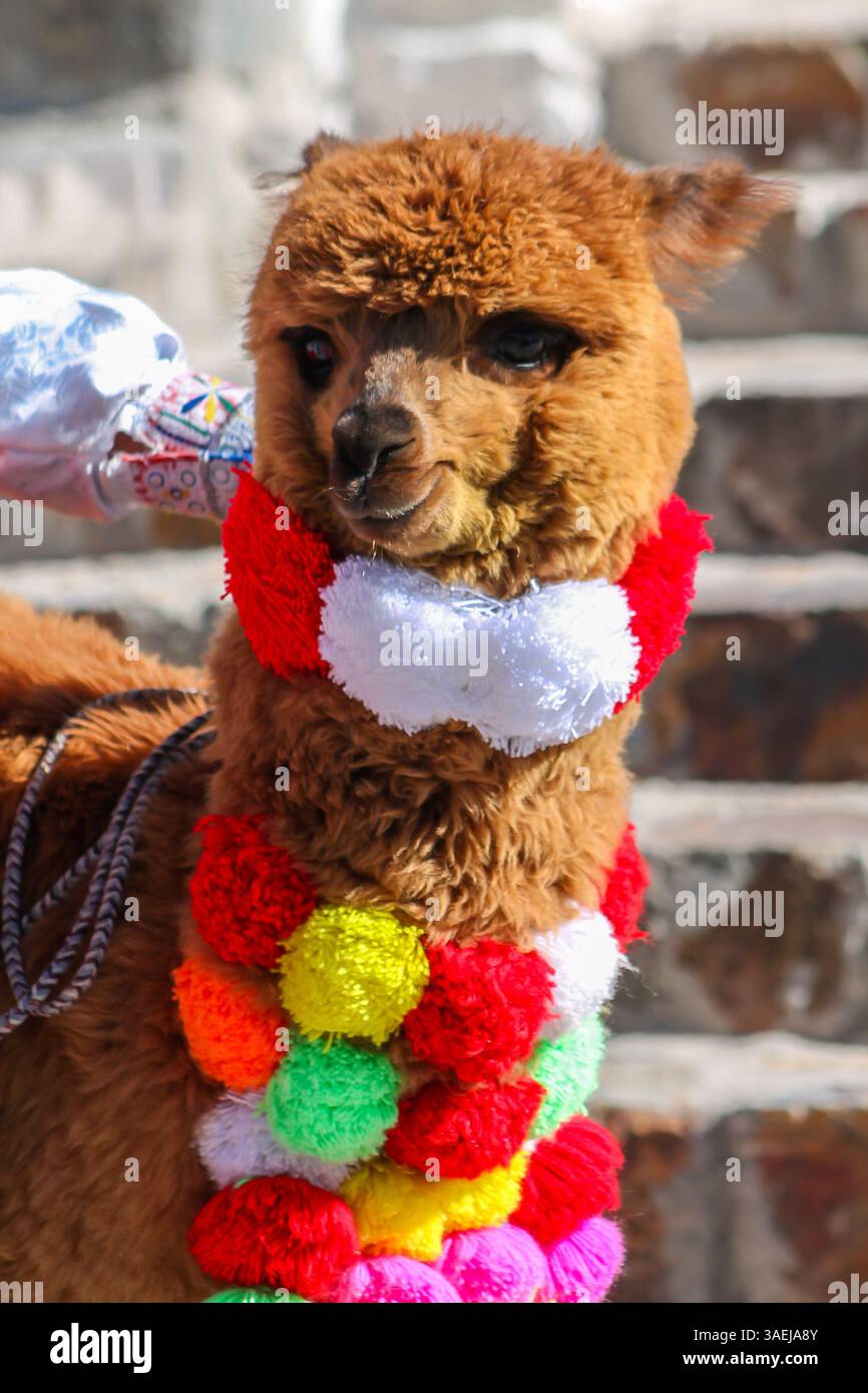 Alpaca domestic animal in Peru. Decorated with vibrant colorful textile ...