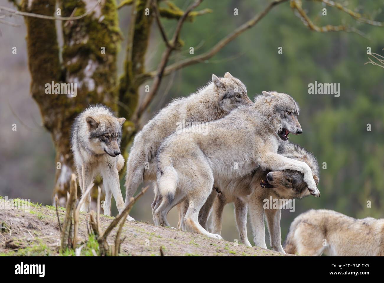 A pack of grey wolves (Canis lupus lupus) playing on a hill and showing ...