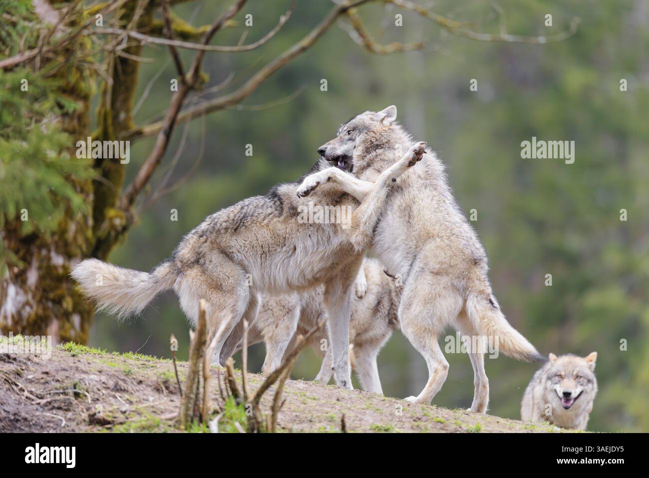 A pack of grey wolves (Canis lupus lupus) playing on a hill and showing ...