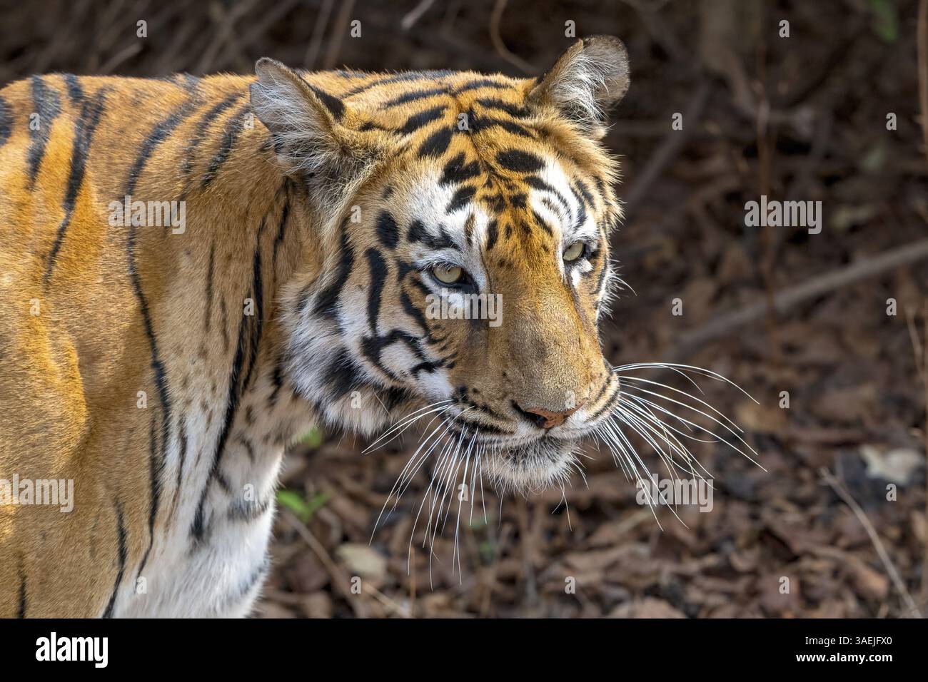 Tiger (Panthera tigris), Bengal tiger or Indian tiger, big cat ...