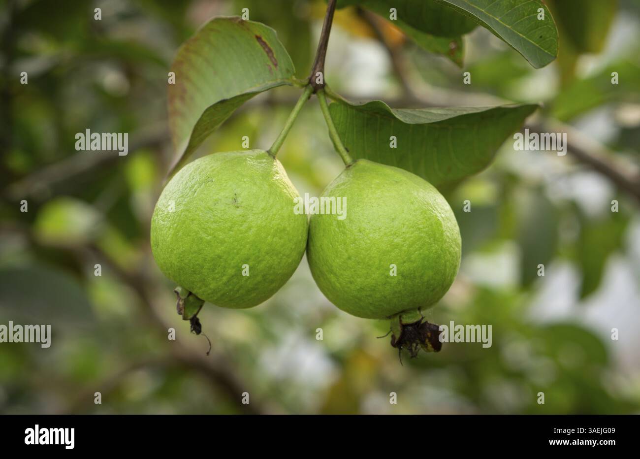 Two ripe guavas hang side-by-side, their vibrant green skin promising a ...