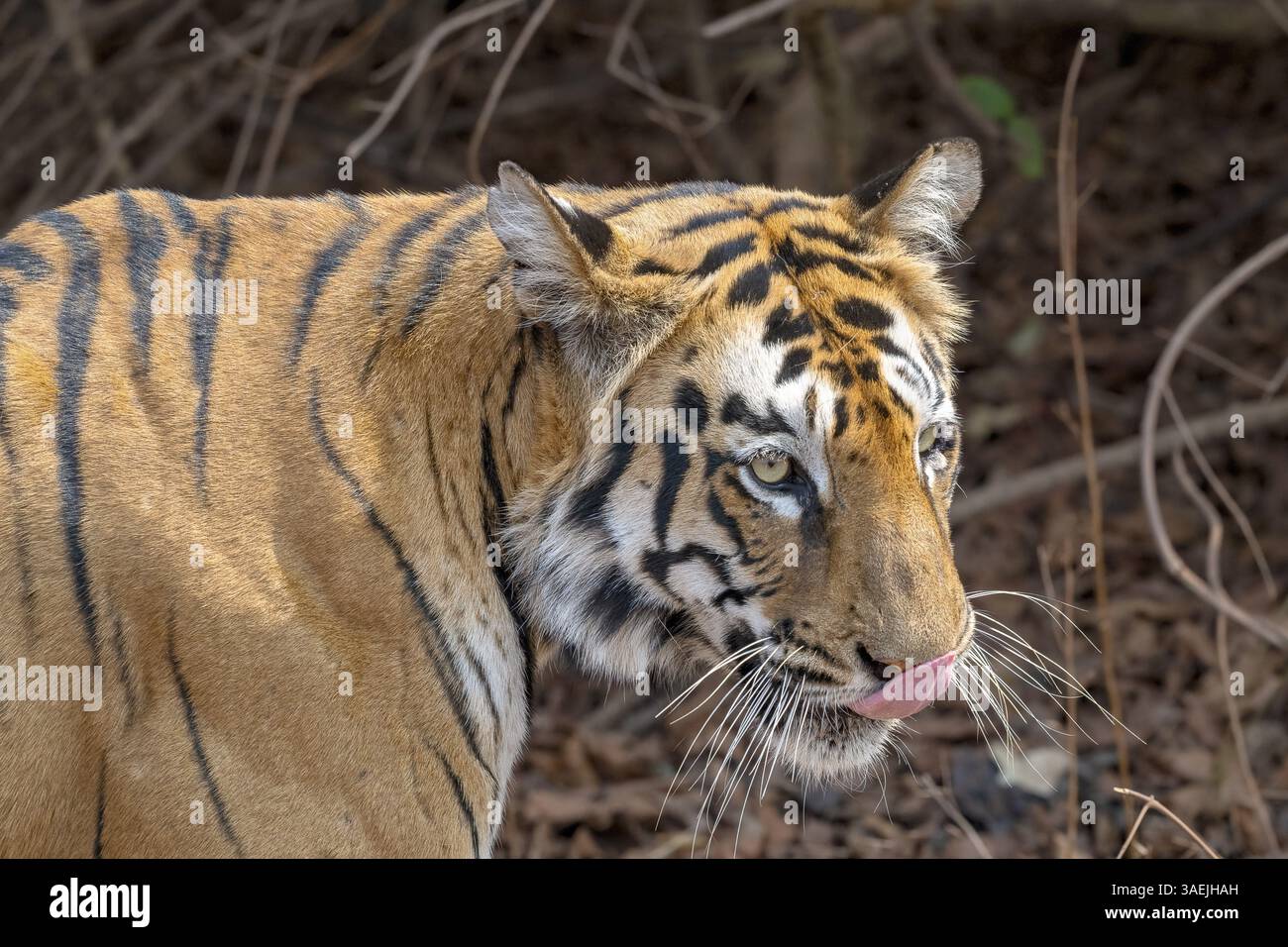 Tiger (Panthera tigris), Bengal tiger or Indian tiger, big cat ...