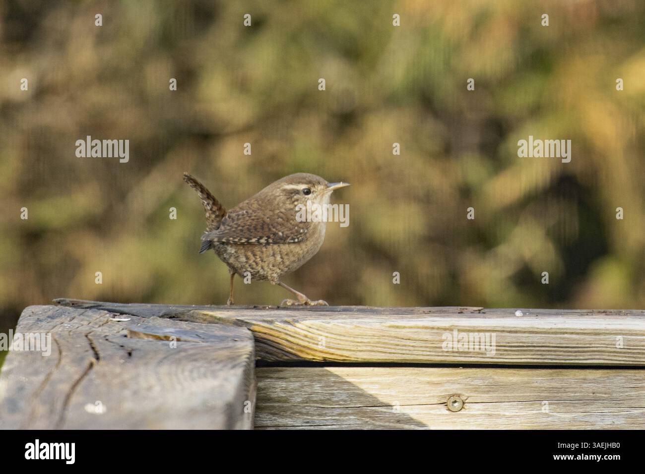 Wren sitting on wooden beam looking right Stock Photo - Alamy