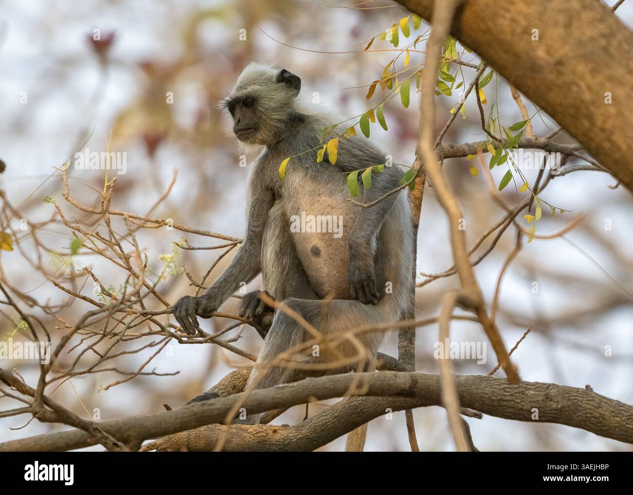 Northern plains gray langur (Semnopithecus entellus), primate, Tadoba ...