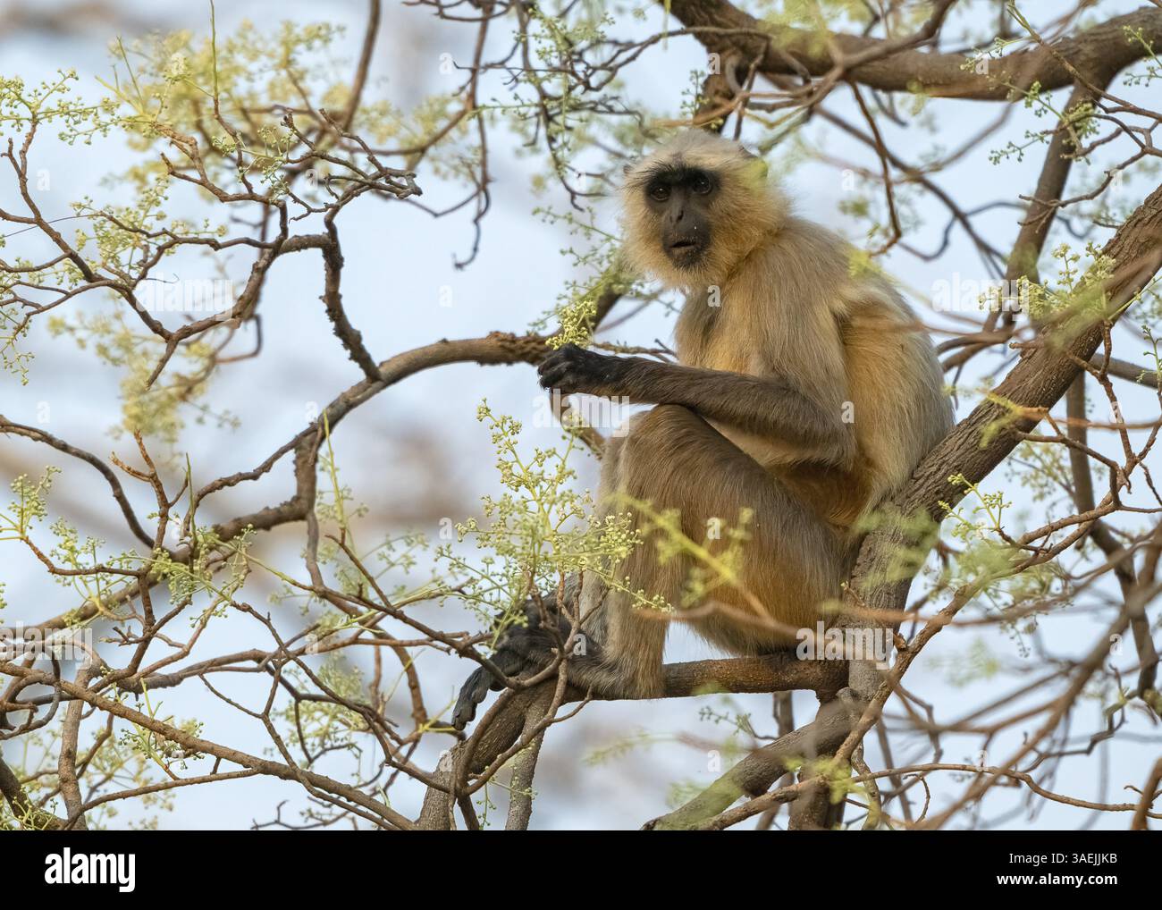 Northern plains gray langur (Semnopithecus entellus), primate, Tadoba ...