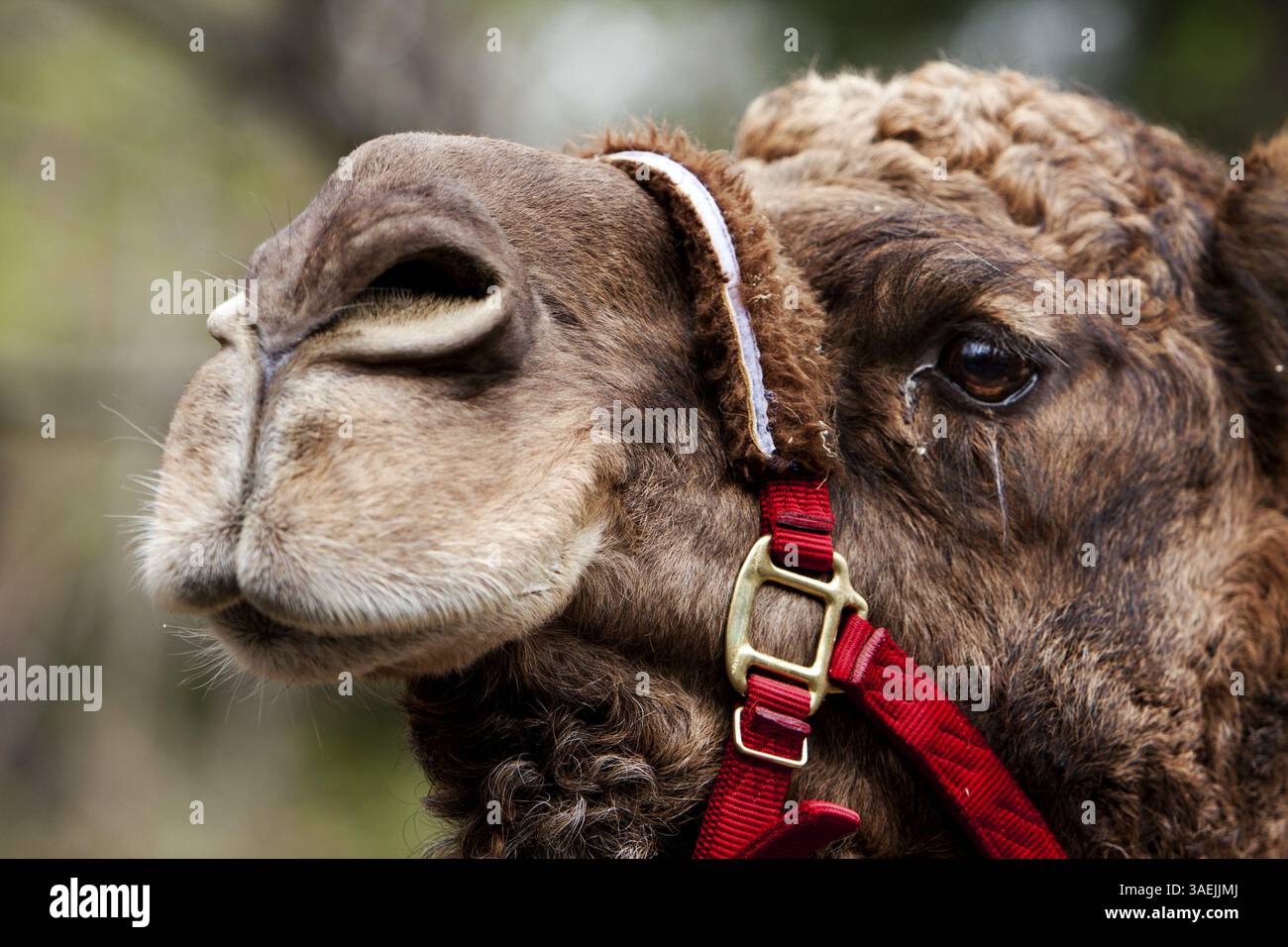 African Mongolian camel dromedary face in captivity with red rein, New ...