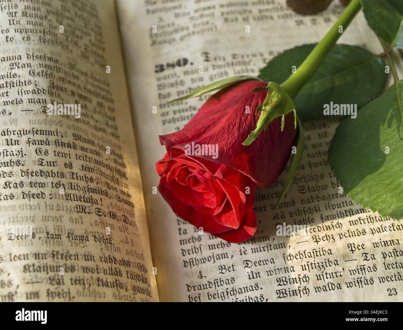 Red rose at the old open book Stock Photo - Alamy