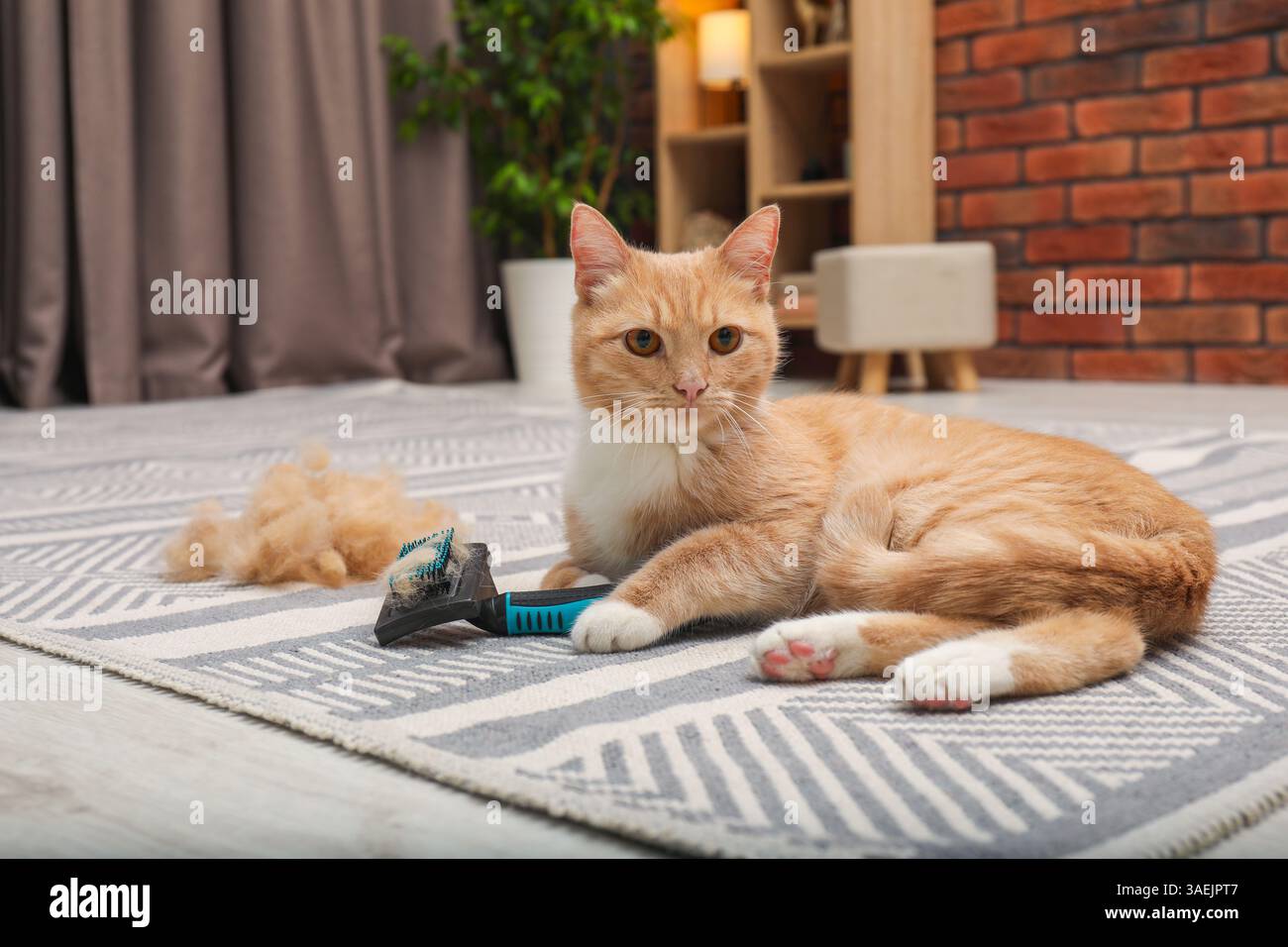 Cute ginger cat, brush and pile of pet's hair on floor at home Stock ...