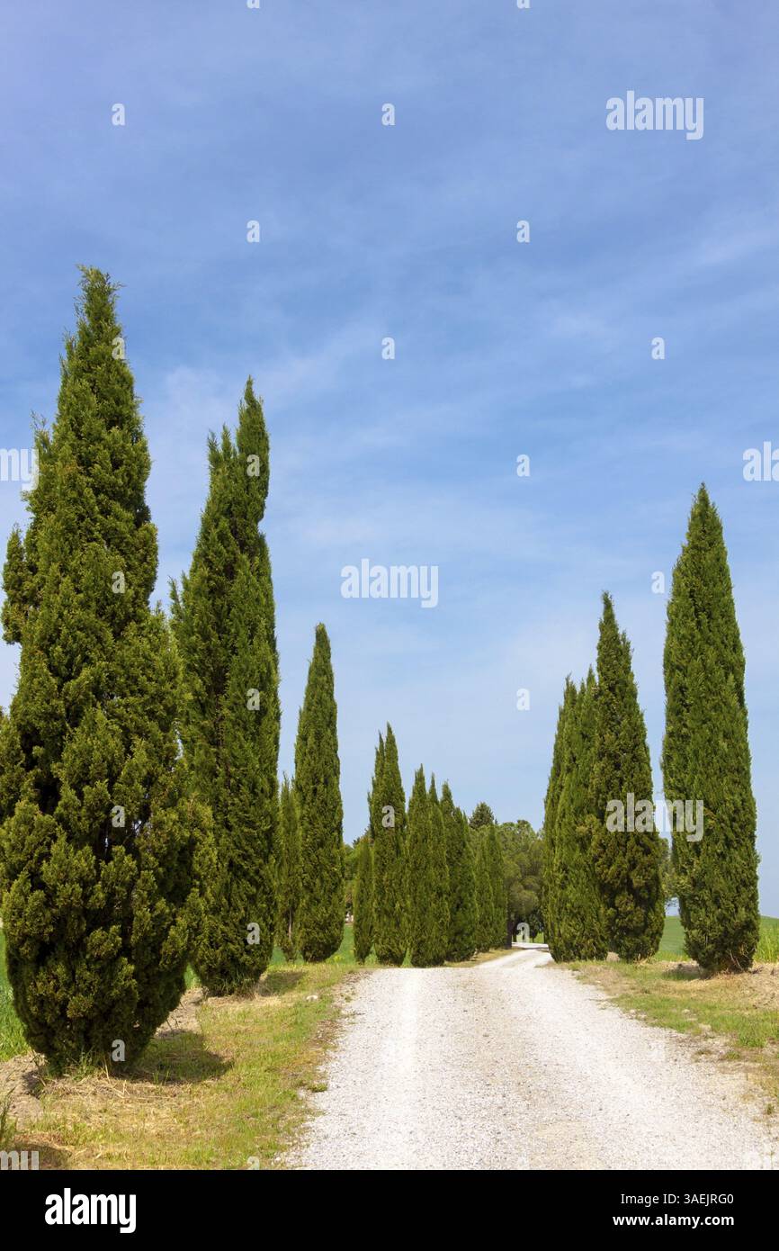 Rural path lined with tall cypress trees under a clear blue sky ...