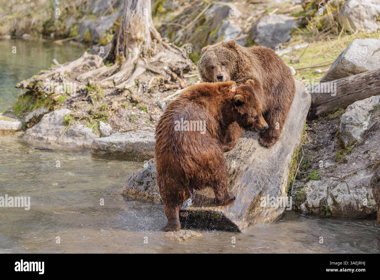 An adult female brown bear (Ursus arctos arctos) walks down a rotten ...