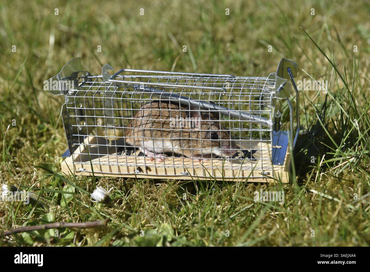 Mouse, (Mus) in a live trap Stock Photo - Alamy