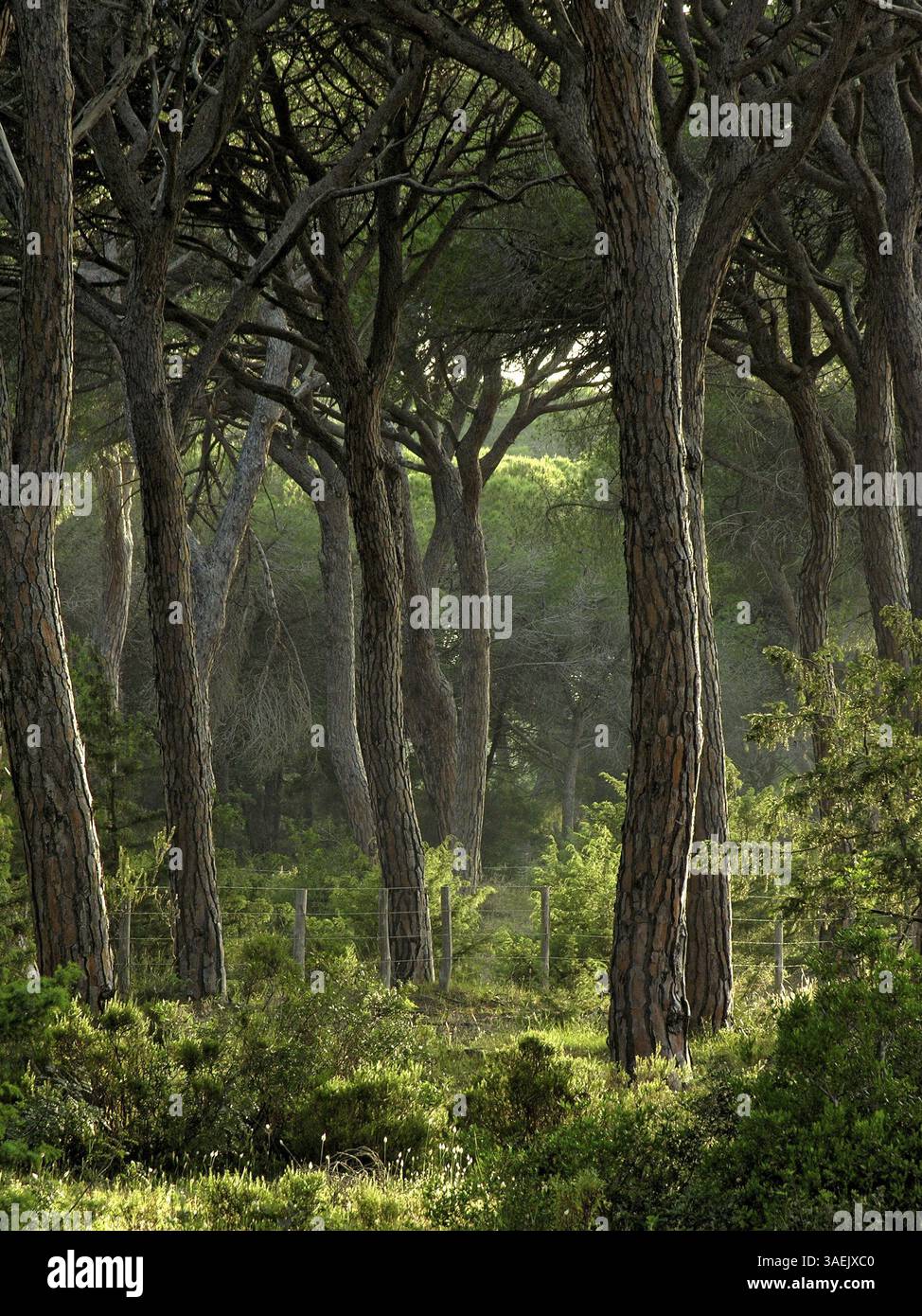 Crown pine trees in evening hi-res stock photography and images - Alamy