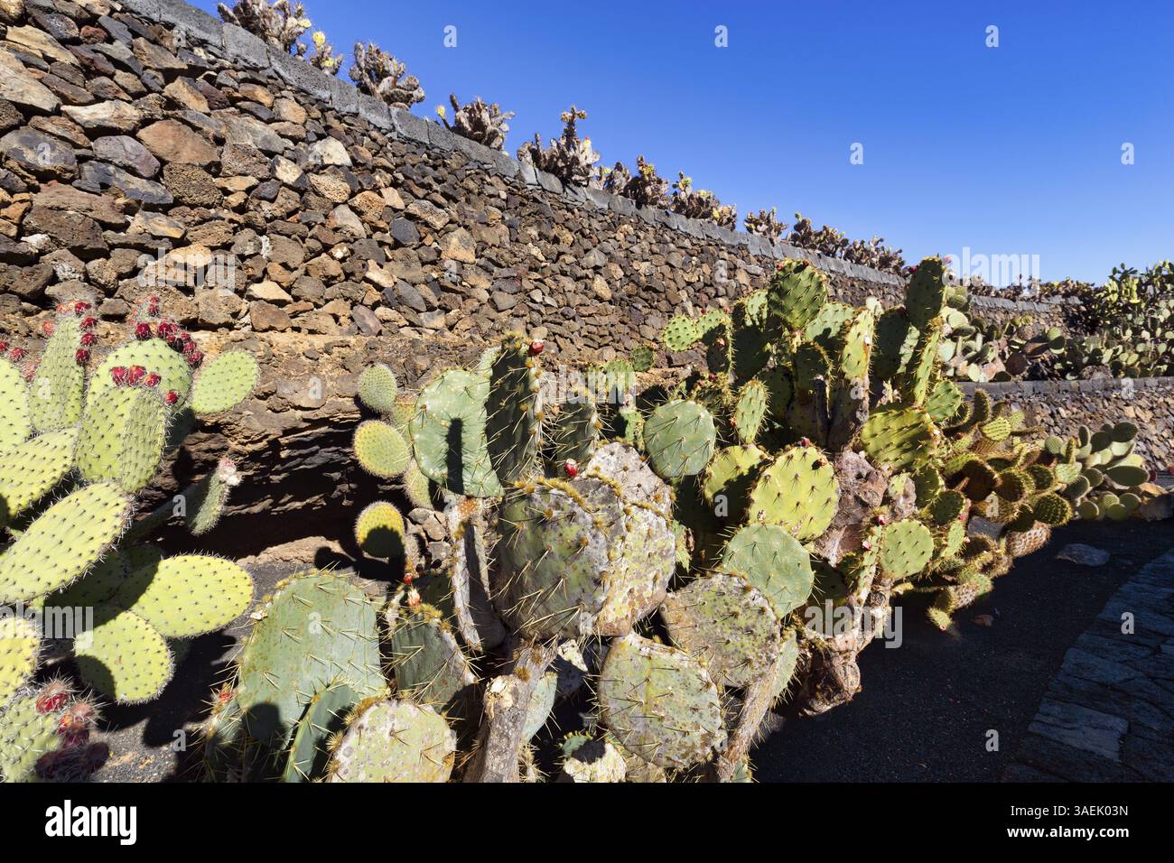Opuntia (Opuntia) in front of a wall, cactus garden, succulent garden ...