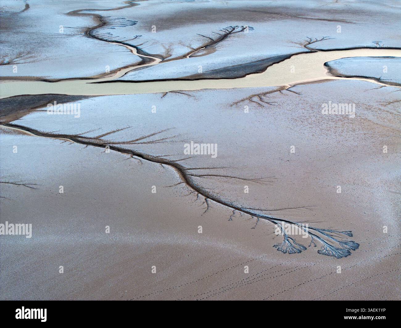 YANCHENG, CHINA - APRIL 5, 2025 - The "tidal tree" landscape on the ...