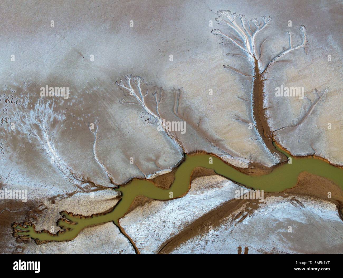YANCHENG, CHINA - APRIL 5, 2025 - The "tidal tree" landscape on the ...