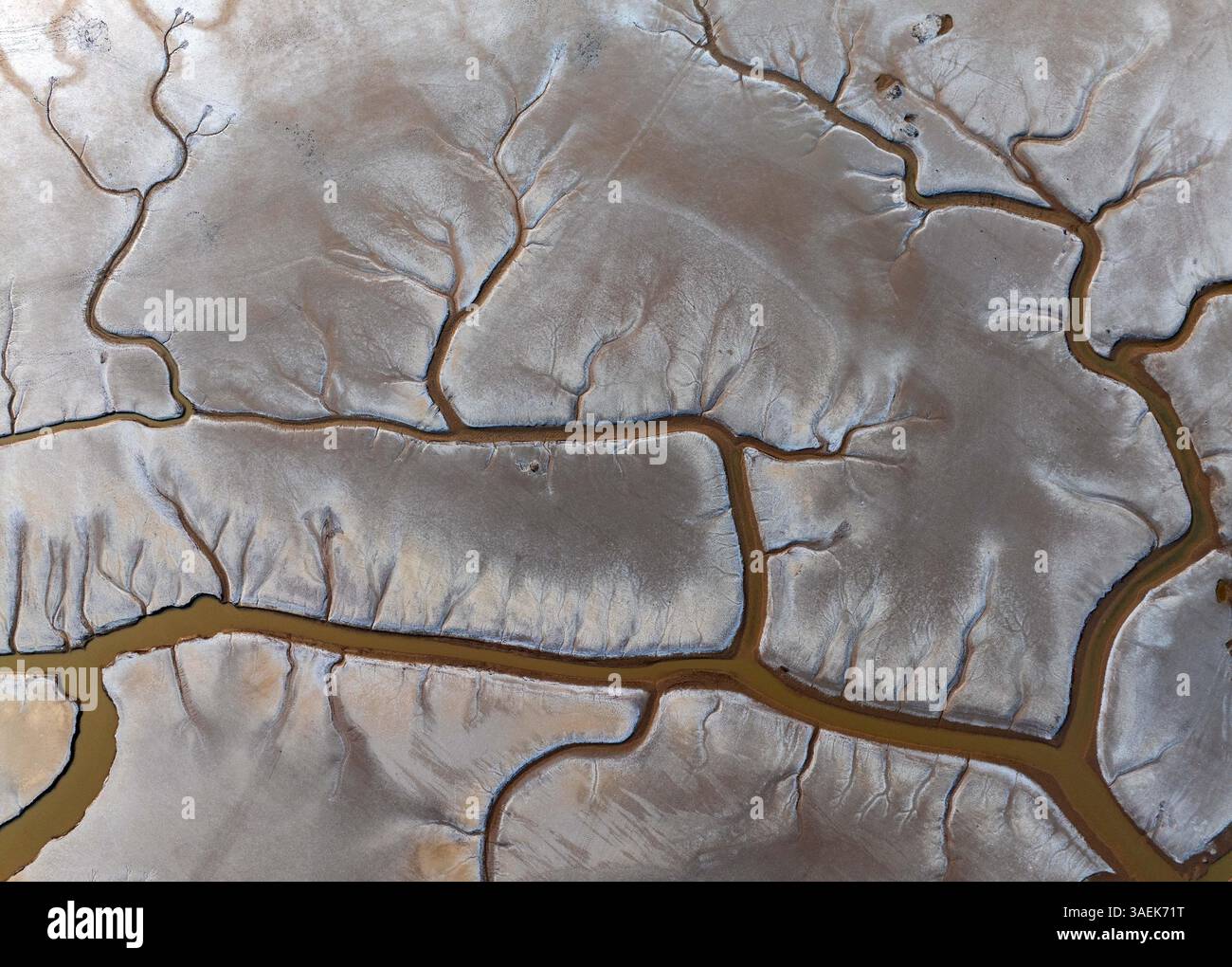 YANCHENG, CHINA - APRIL 5, 2025 - The "tidal tree" landscape on the ...