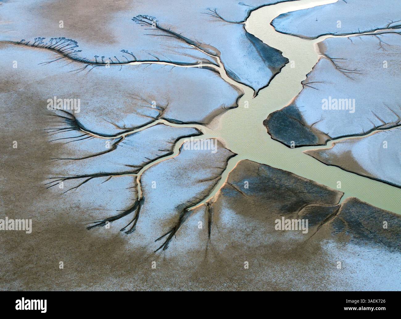 YANCHENG, CHINA - APRIL 5, 2025 - The "tidal tree" landscape on the ...